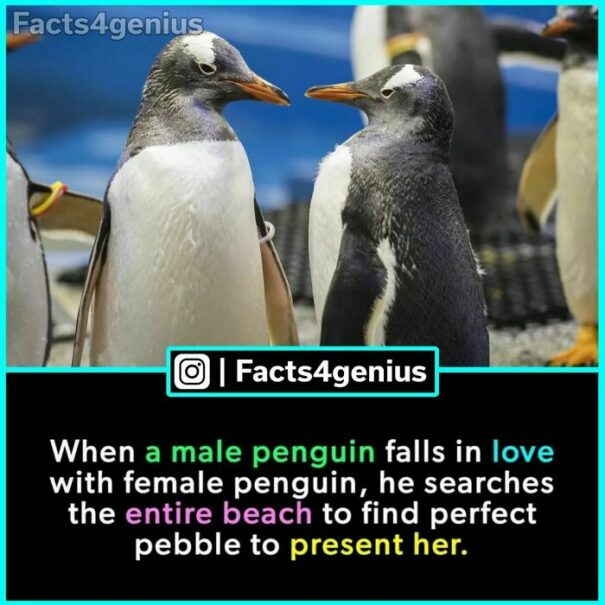 25 Little-Known Facts About Random Things Shared By This Instagram Page ...