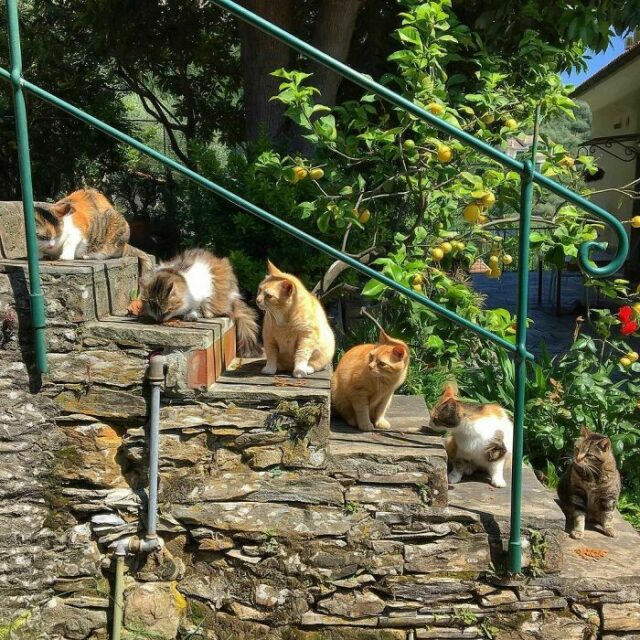 Italian Woman Captures 25 Beautiful Shots Of Her Cats' Everyday Lives ...
