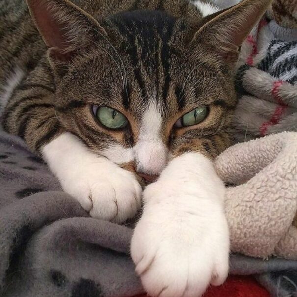 Italian Woman Captures 25 Beautiful Shots Of Her Cats' Everyday Lives ...