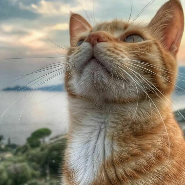 Italian Woman Captures 25 Beautiful Shots Of Her Cats' Everyday Lives ...