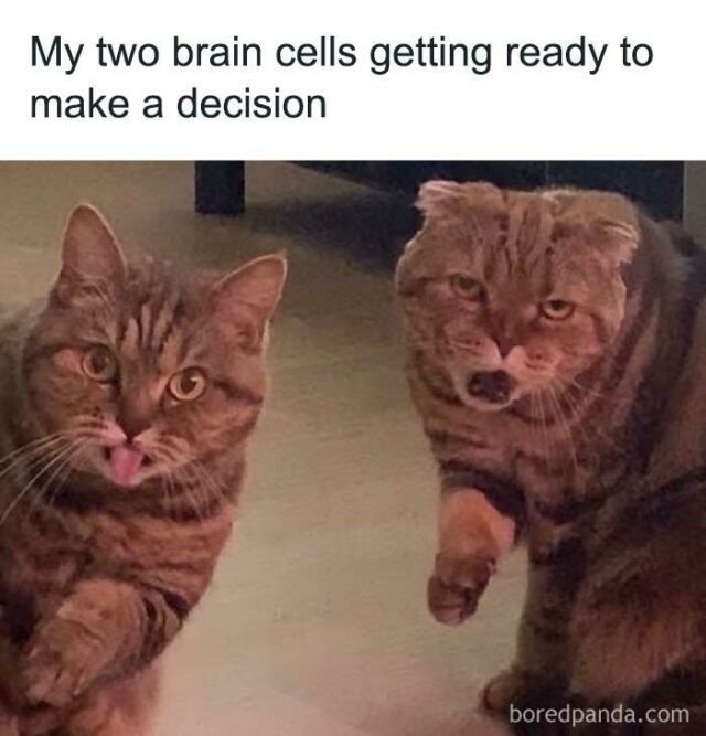 30 Funny And “Out Of Context Animals” Who Got Featured On This Meme ...