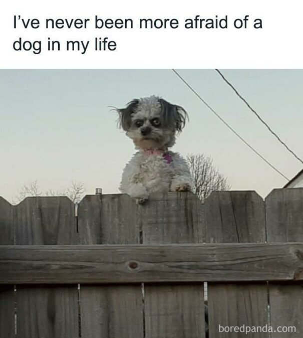 30 Funny And “Out Of Context Animals” Who Got Featured On This Meme ...