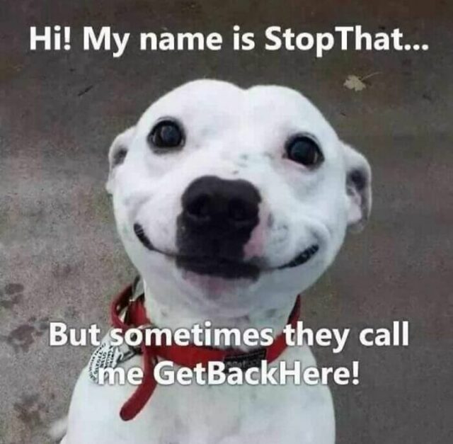 30 Funny And “Out Of Context Animals” Who Got Featured On This Meme ...