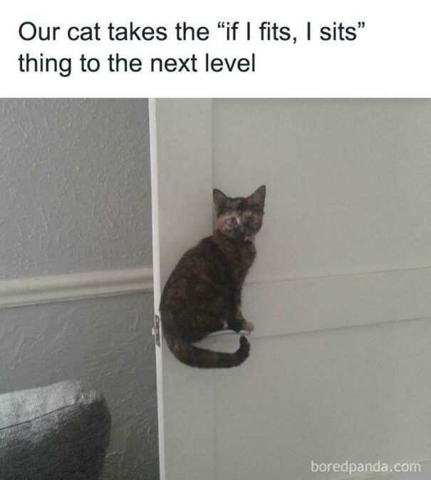 30 Funny And “Out Of Context Animals” Who Got Featured On This Meme ...