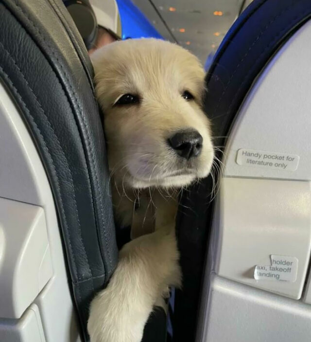 40 Furry Travelling Companions That Melted Hearts | DeMilked