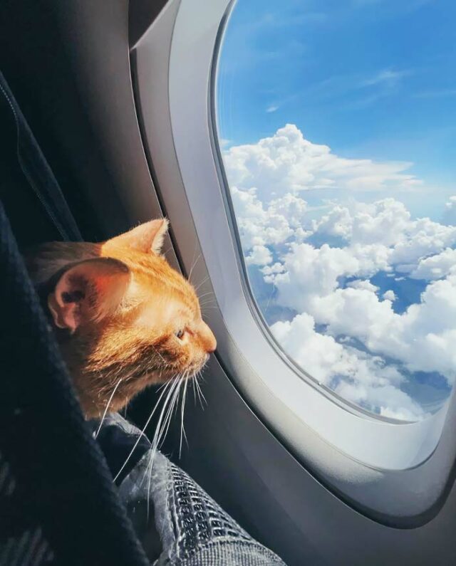 40 Furry Travelling Companions That Melted Hearts | DeMilked