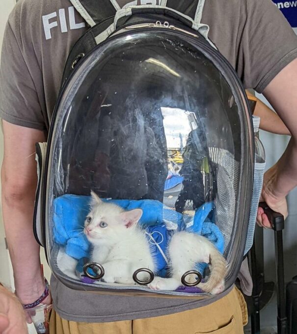 40 Furry Travelling Companions That Melted Hearts | DeMilked