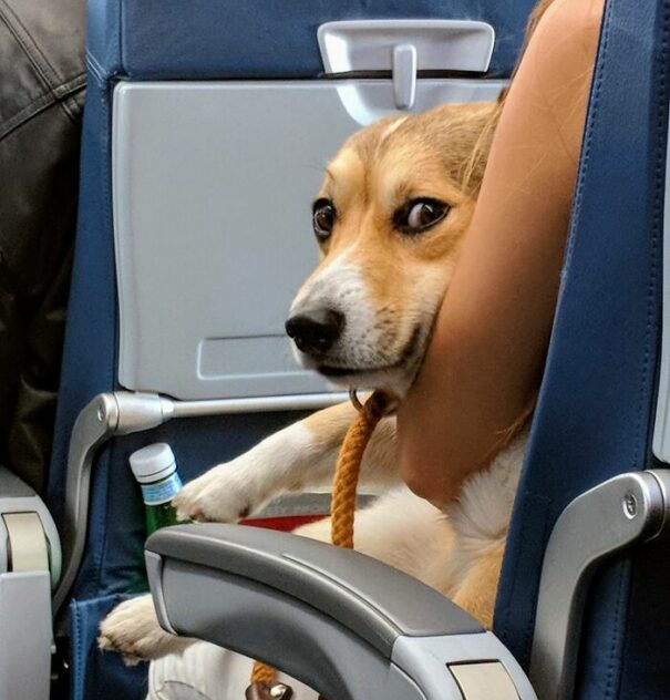 40 Furry Travelling Companions That Melted Hearts | DeMilked