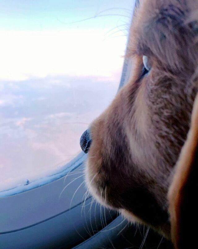 40 Furry Travelling Companions That Melted Hearts | DeMilked
