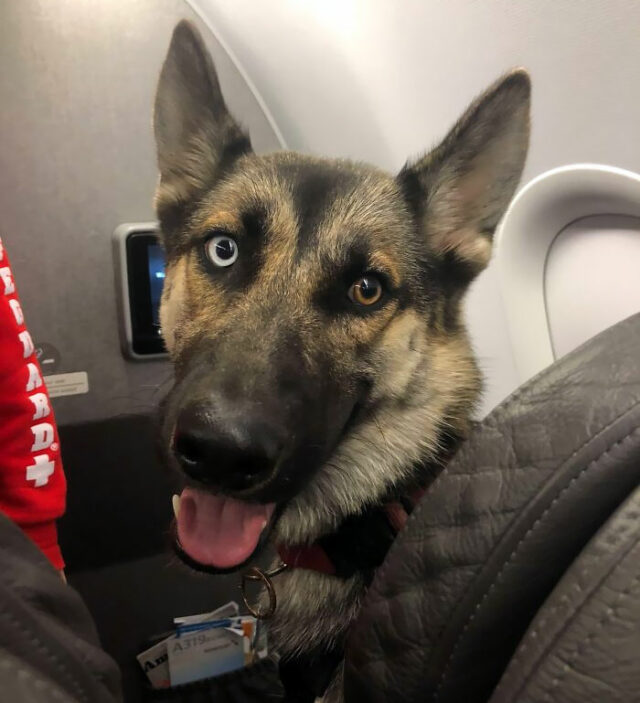 40 Furry Travelling Companions That Melted Hearts | DeMilked
