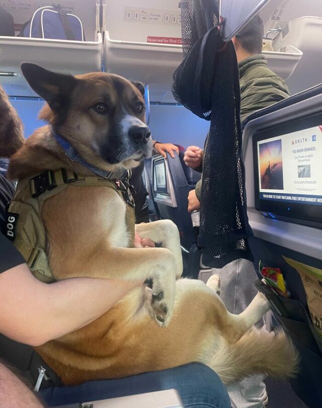 40 Furry Travelling Companions That Melted Hearts | DeMilked