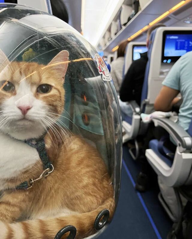 40 Furry Travelling Companions That Melted Hearts | DeMilked