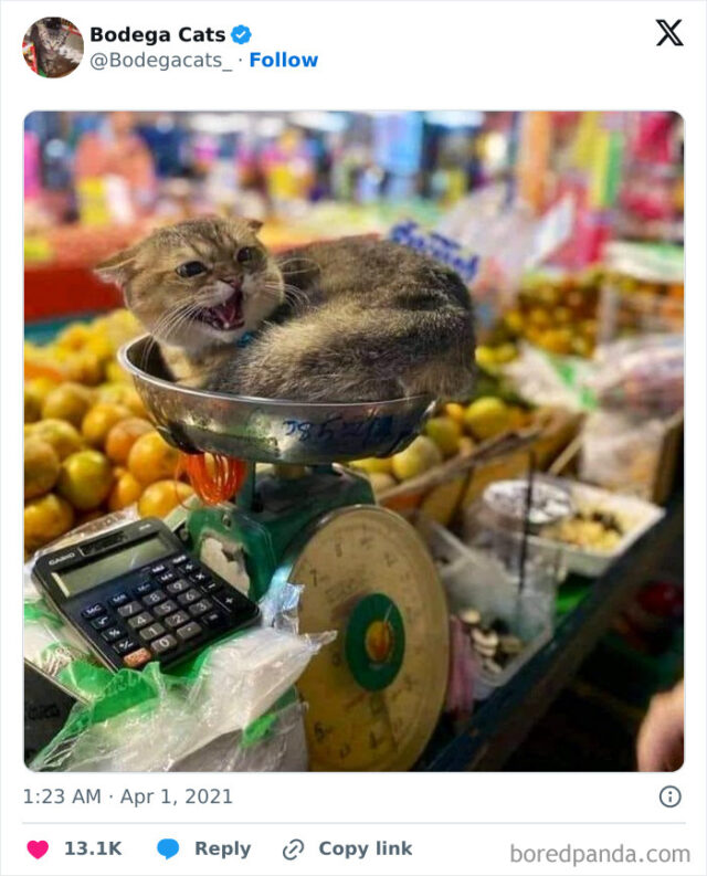 40 Cute And Funny Cats Found In Bodegas | DeMilked