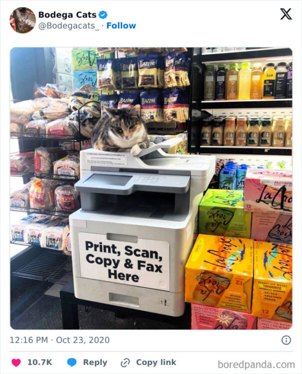 40 Cute And Funny Cats Found In Bodegas | DeMilked