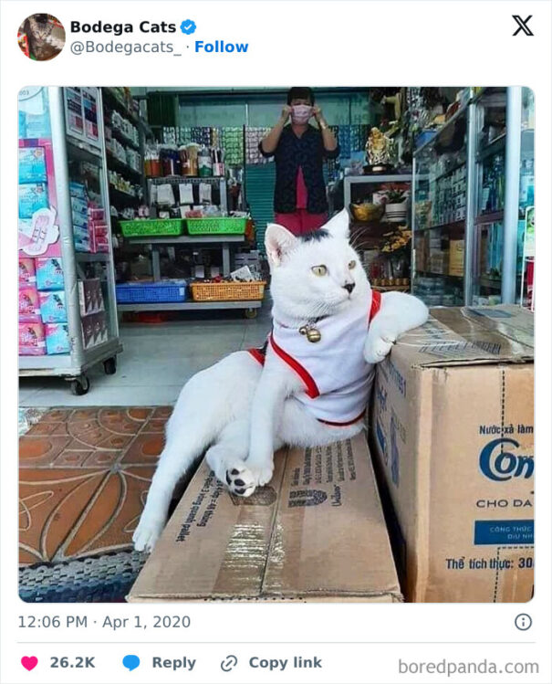 40 Cute And Funny Cats Found In Bodegas | DeMilked