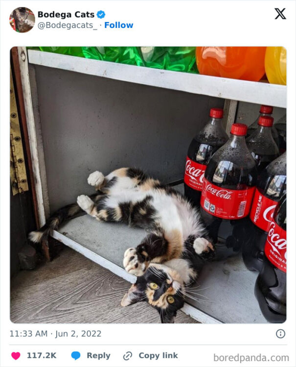 40 Cute And Funny Cats Found In Bodegas | DeMilked