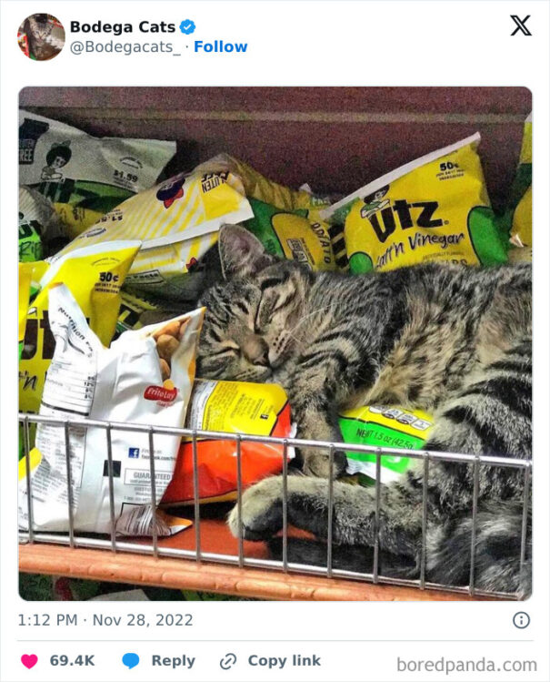 40 Cute And Funny Cats Found In Bodegas | DeMilked