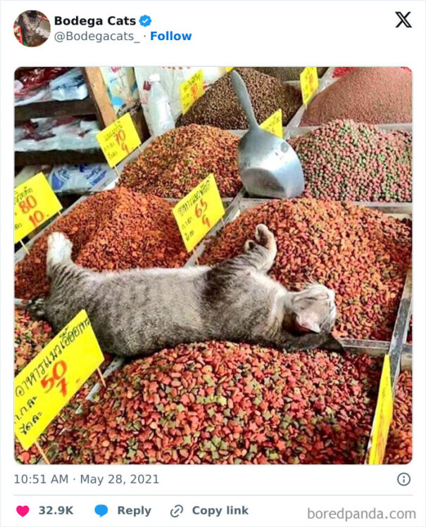 40 Cute And Funny Cats Found In Bodegas | DeMilked