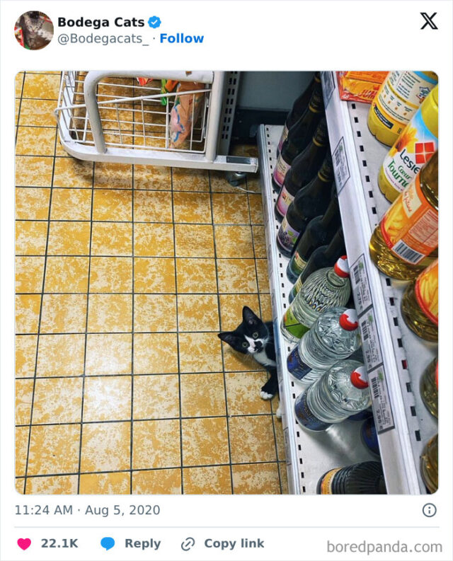 40 Cute And Funny Cats Found In Bodegas | DeMilked