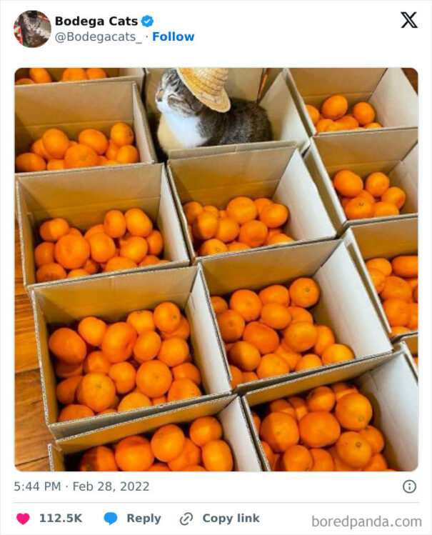 40 Cute And Funny Cats Found In Bodegas | DeMilked