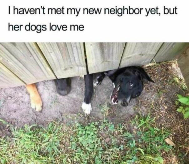 35 Rib-Tickling Memes Every Dog Lover Would Love | DeMilked