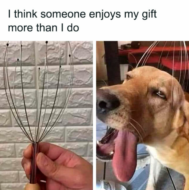 35 Rib-Tickling Memes Every Dog Lover Would Love | DeMilked