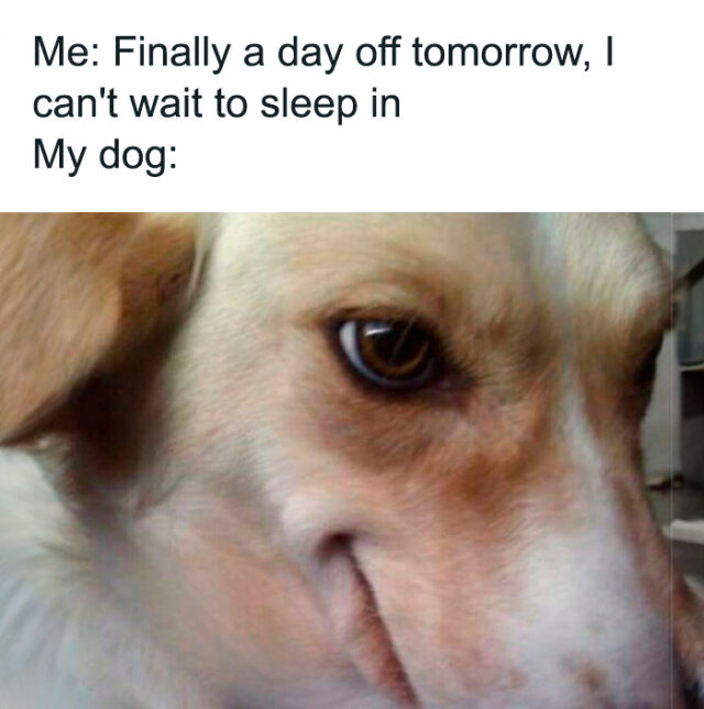 35 Rib-Tickling Memes Every Dog Lover Would Love | DeMilked