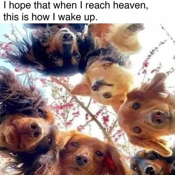35 Rib-Tickling Memes Every Dog Lover Would Love | DeMilked