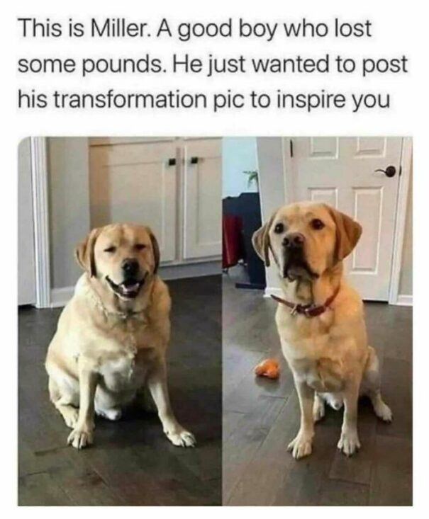 35 Rib-Tickling Memes Every Dog Lover Would Love | DeMilked