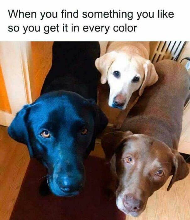 35 Rib-Tickling Memes Every Dog Lover Would Love | DeMilked