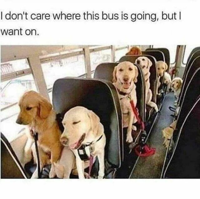 35 Rib-Tickling Memes Every Dog Lover Would Love | DeMilked