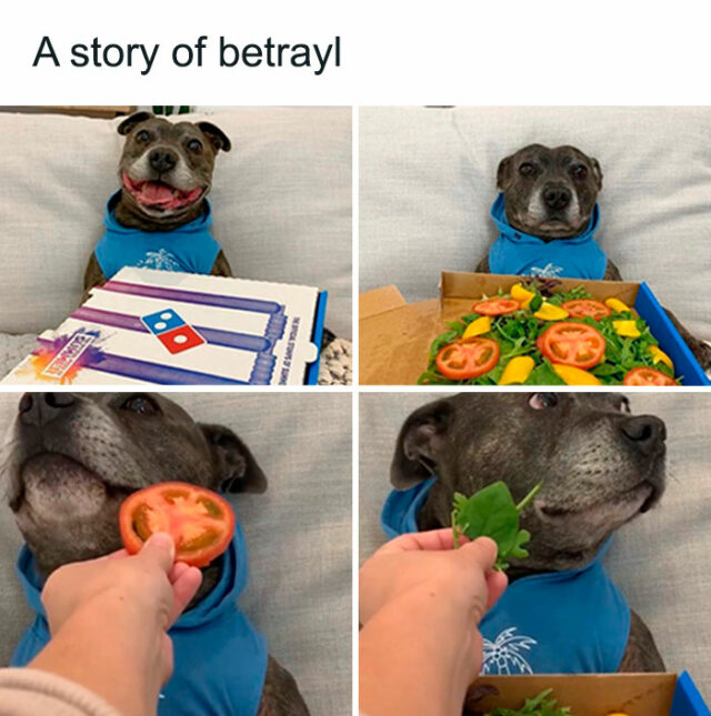 35 Rib-Tickling Memes Every Dog Lover Would Love | DeMilked