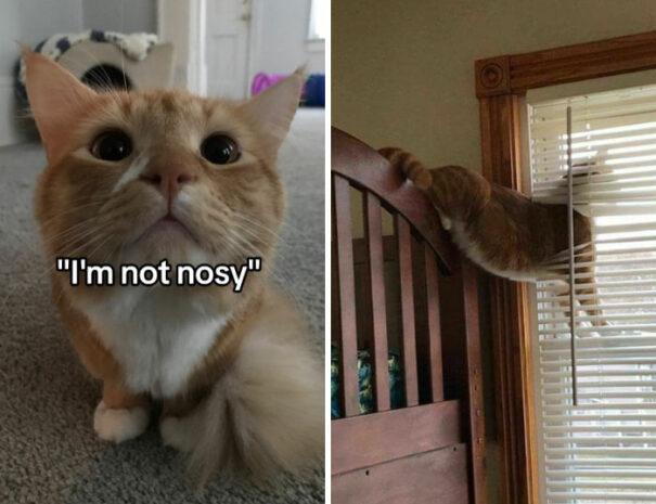 35 Of The Funniest Nosey Pet Pics Shared On This Viral TikTok | DeMilked