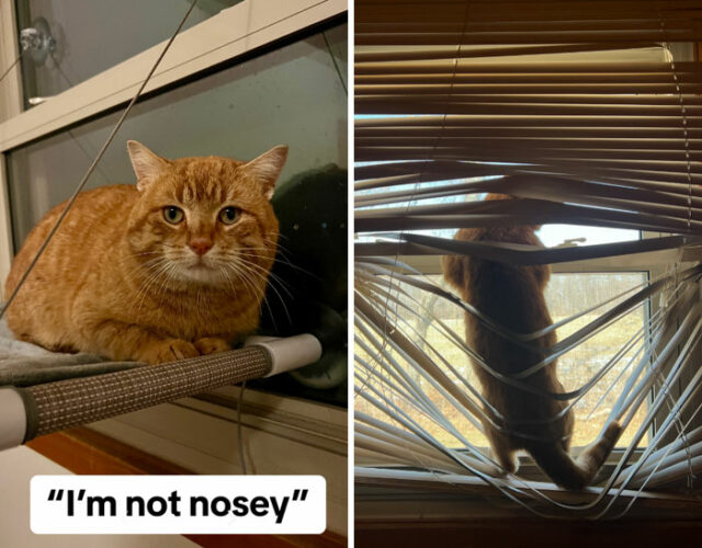 35 Of The Funniest Nosey Pet Pics Shared On This Viral TikTok | DeMilked