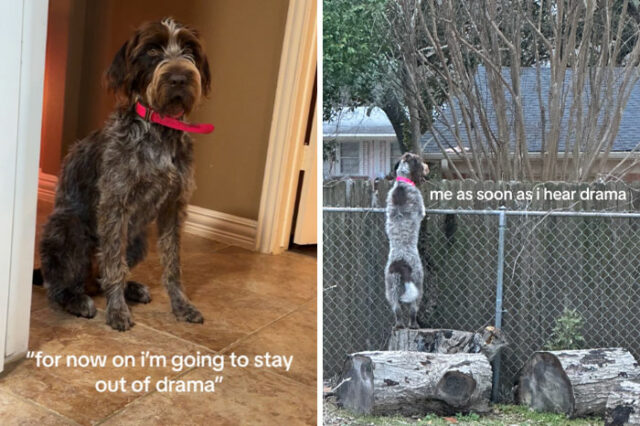 35 Of The Funniest Nosey Pet Pics Shared On This Viral TikTok | DeMilked