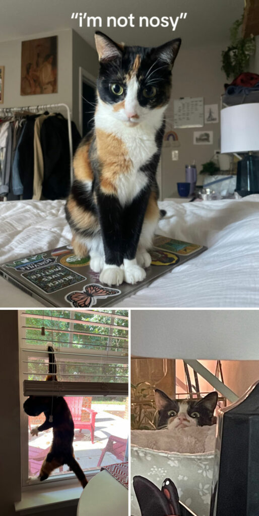 35 Of The Funniest Nosey Pet Pics Shared On This Viral TikTok | DeMilked