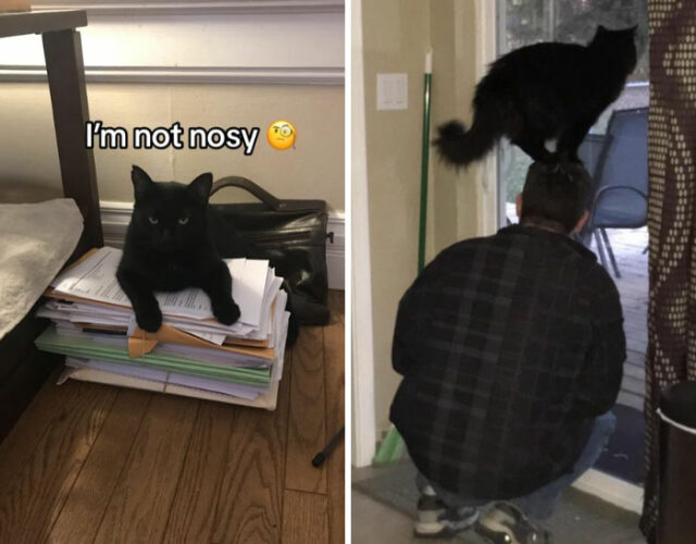 35 Of The Funniest Nosey Pet Pics Shared On This Viral TikTok | DeMilked