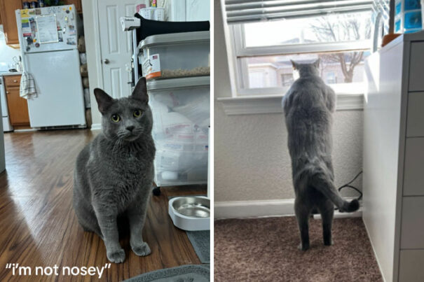 35 Of The Funniest Nosey Pet Pics Shared On This Viral TikTok | DeMilked