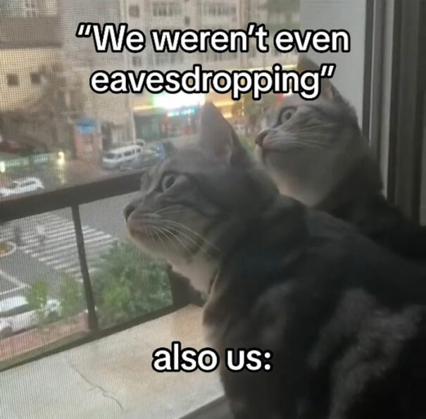 35 Of The Funniest Nosey Pet Pics Shared On This Viral TikTok | DeMilked