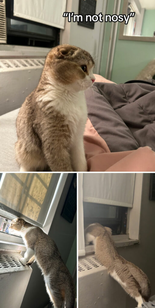 35 Of The Funniest Nosey Pet Pics Shared On This Viral TikTok | DeMilked