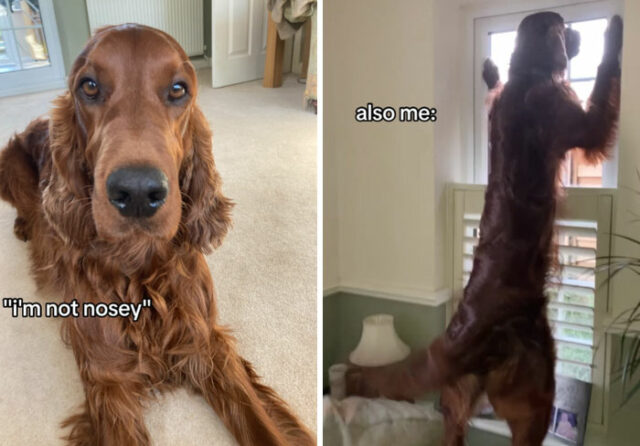 35 Of The Funniest Nosey Pet Pics Shared On This Viral TikTok | DeMilked