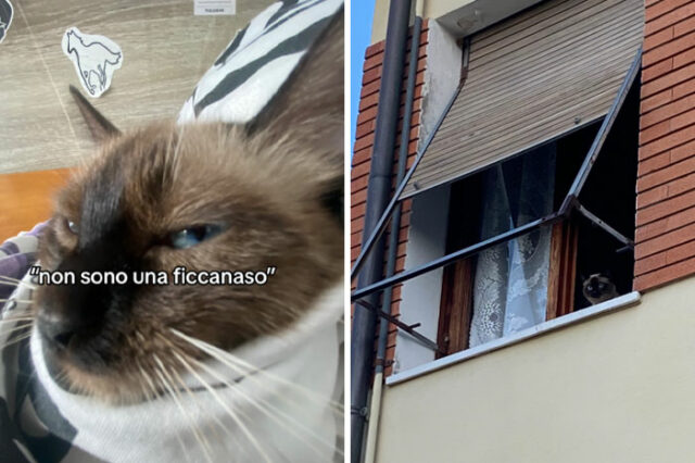 35 Of The Funniest Nosey Pet Pics Shared On This Viral TikTok | DeMilked