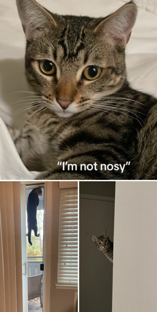 35 Of The Funniest Nosey Pet Pics Shared On This Viral TikTok | DeMilked