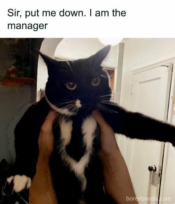 40 Cat Memes That Are So Funny And Relatable You’d Wanna Tag Your Kitty ...