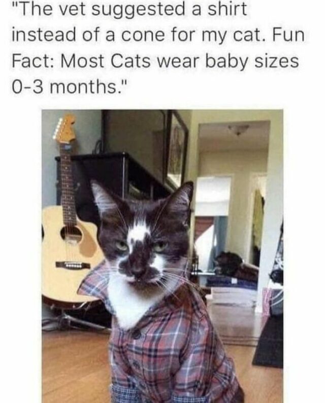 40 Cat Memes That Are So Funny And Relatable You’d Wanna Tag Your Kitty ...