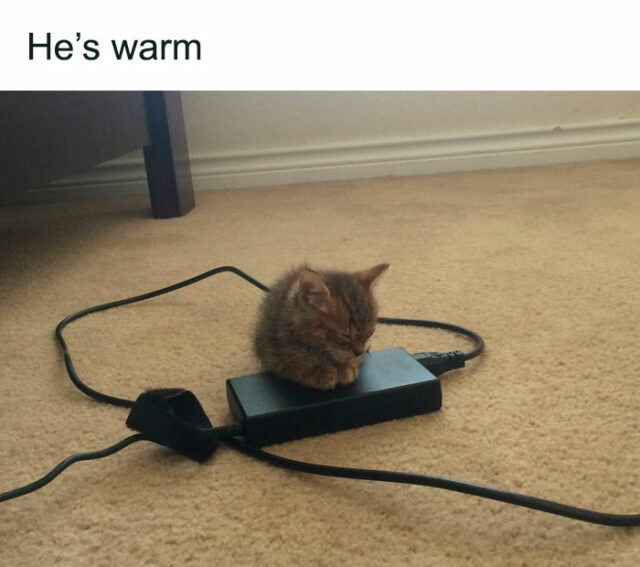 40 Cat Memes That Are So Funny And Relatable You’d Wanna Tag Your Kitty ...