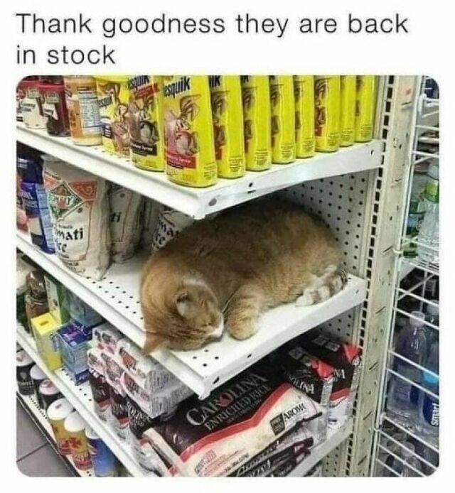 40 Cat Memes That Are So Funny And Relatable You’d Wanna Tag Your Kitty ...