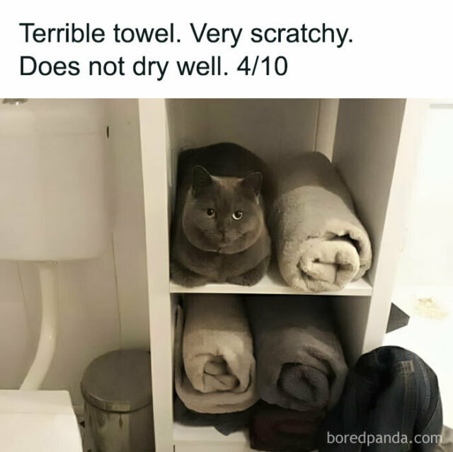 40 Cat Memes That Are So Funny And Relatable You’d Wanna Tag Your Kitty ...