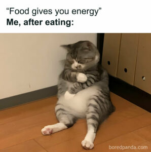 40 Cat Memes That Are So Funny And Relatable You’d Wanna Tag Your Kitty ...