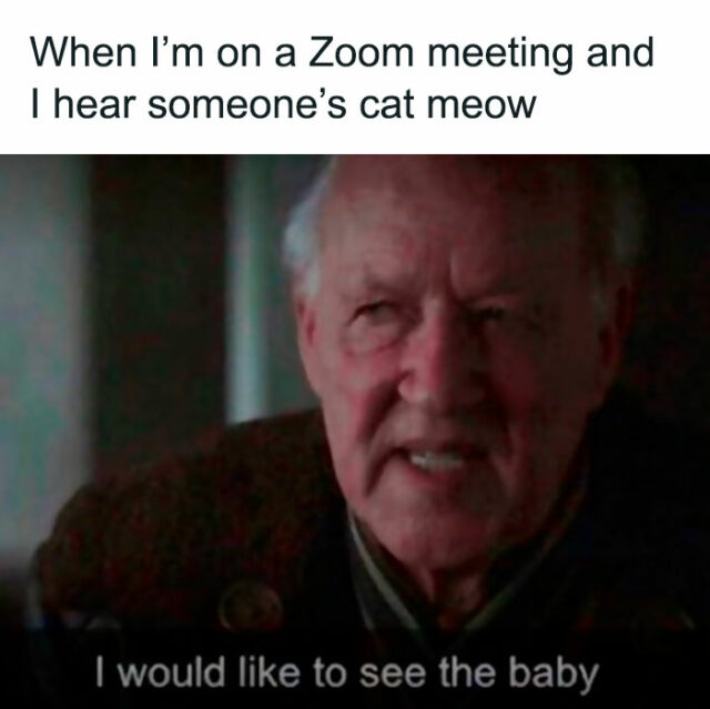 40 Cat Memes That Are So Funny And Relatable You’d Wanna Tag Your Kitty ...